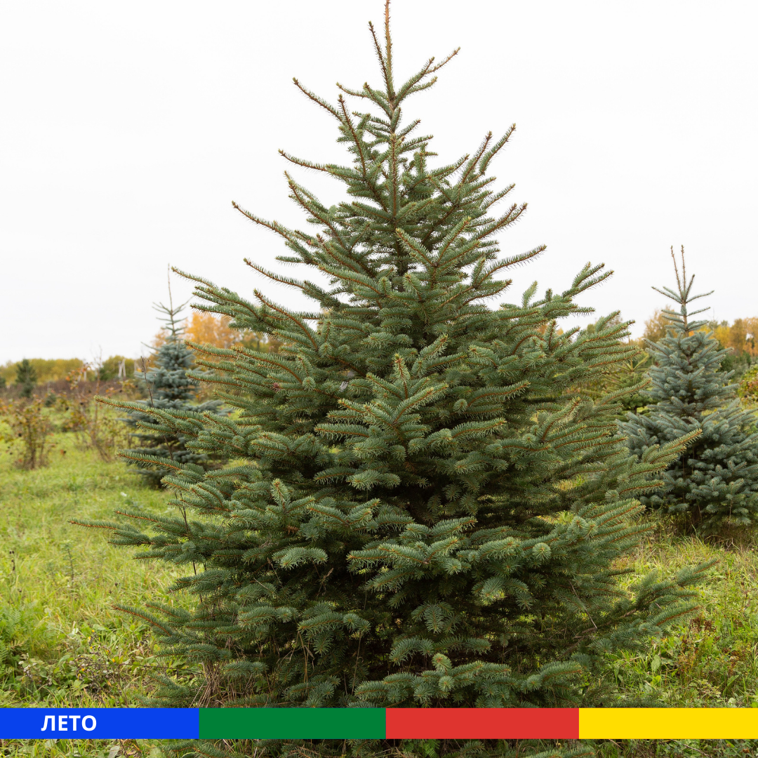 Ель колючая ф. Зеленая Piceapungens f. Green
