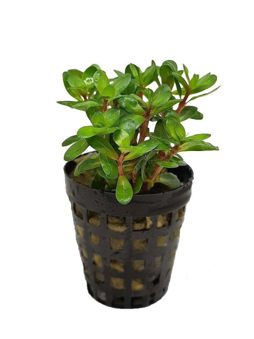 Аммания Бонсай