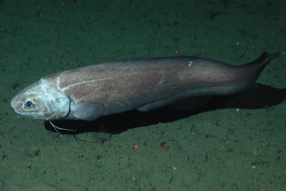 Смешные названия рыб, часть 1