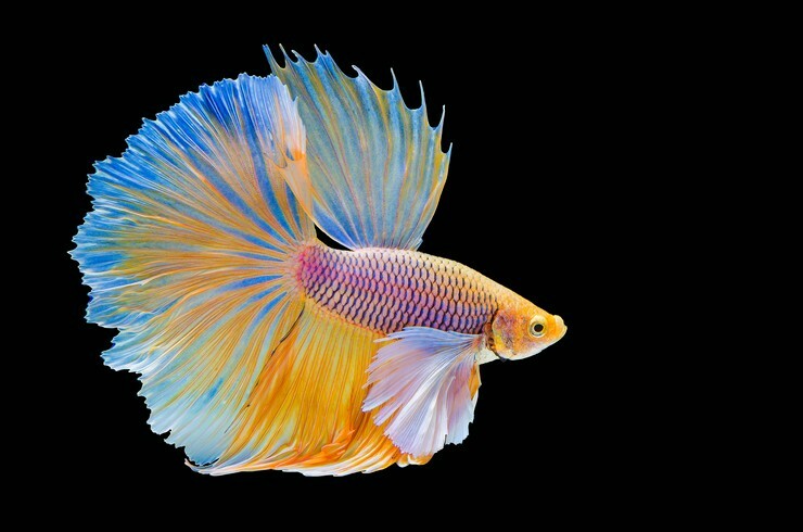 рыбка аквариумная: Петушок