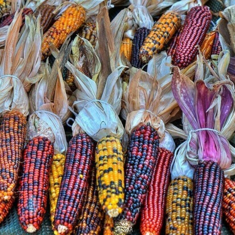 Aztec colored corn fresh seeds, Multicolor Aztec Corn || Oreshka seeds