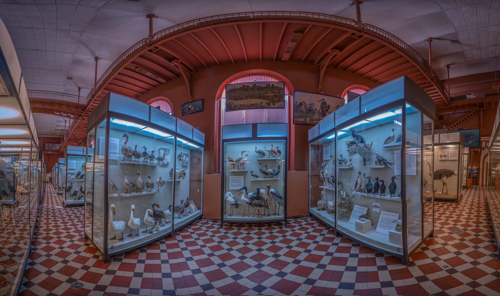 Галерея Верхнего зала Зоологического музея МГУ