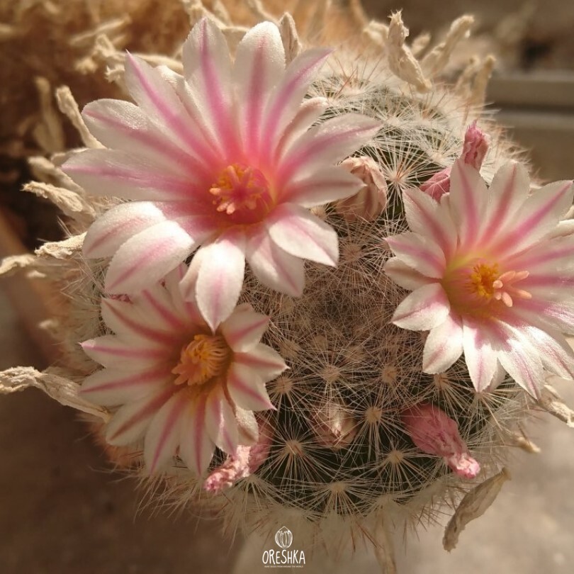 Buy Organic Succulent Cactus Mammillaria candida SB-280 Seeds | Oreshka ...