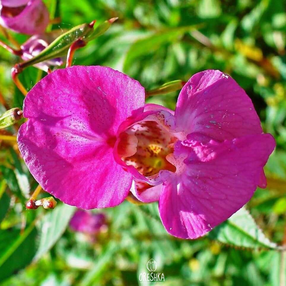 Buy Impatiens glandulifera seeds: The Himalayan Balsam Beauty | Oreshka ...