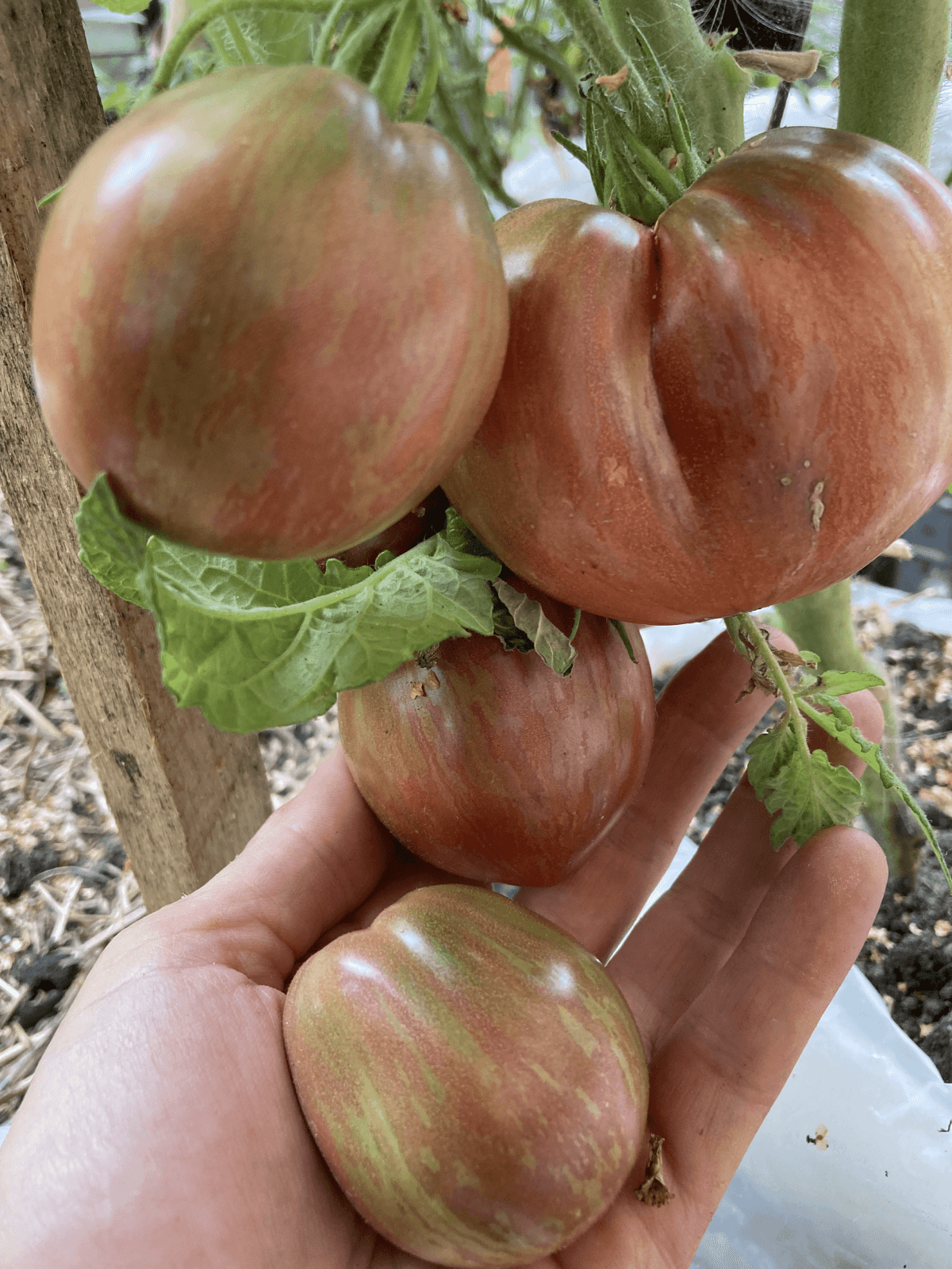 Грааль (Dwarf Grail)