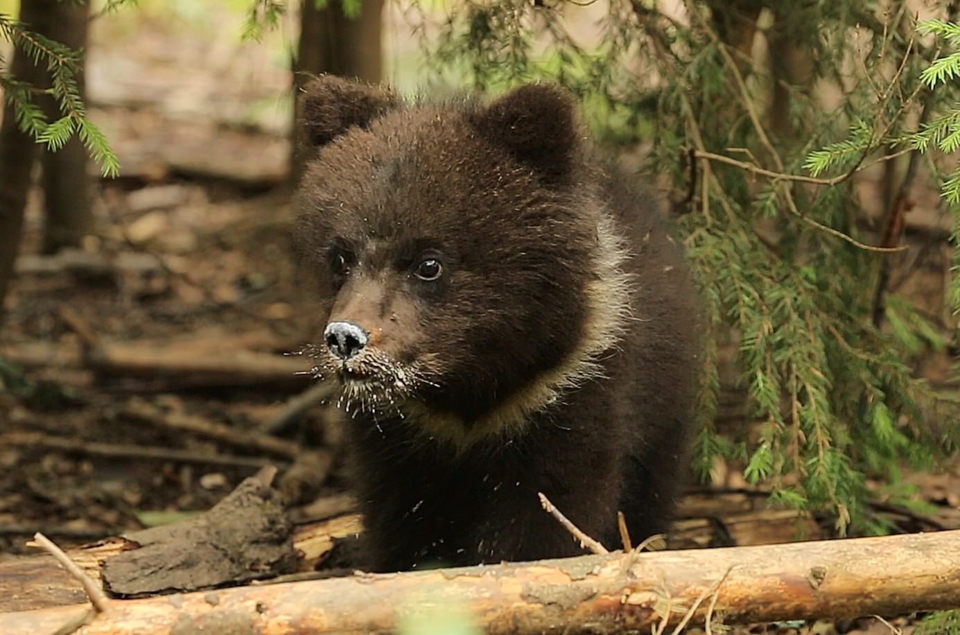 News: Puzha - a small bear cub from the Komi Republic