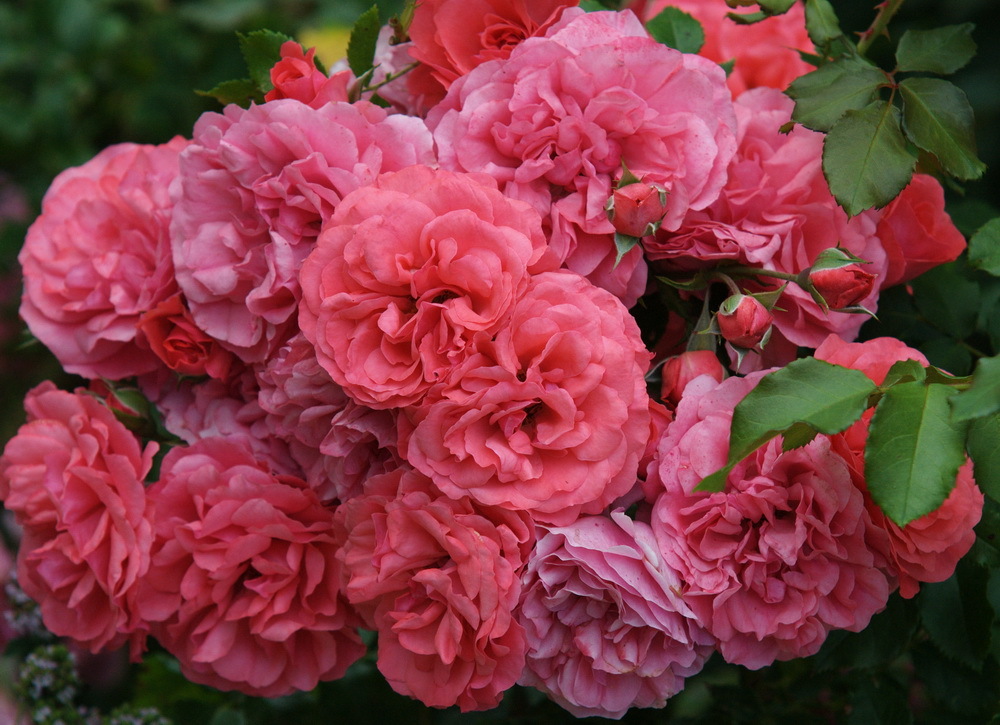 Розариум Ютерсен (Rosarium Uetersen)