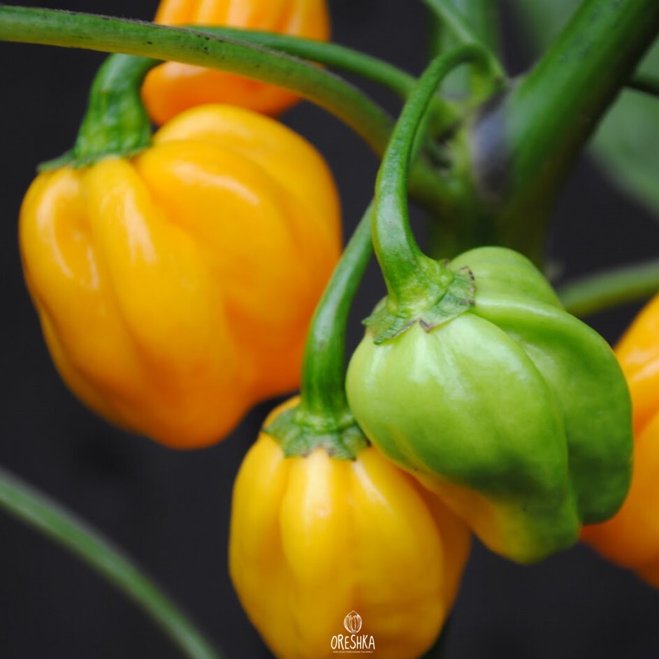 Hot pepper Scotch Bonnet yellow fresh seeds, Very hot Jamaican ...