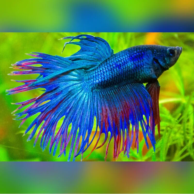 рыбка аквариумная: Петушок