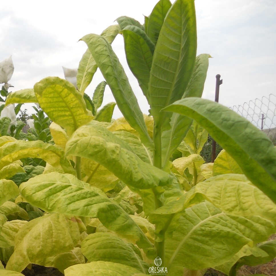 Tobacco Simvol-4 fresh seeds, Nicotiana tabacum | Oreshka seeds