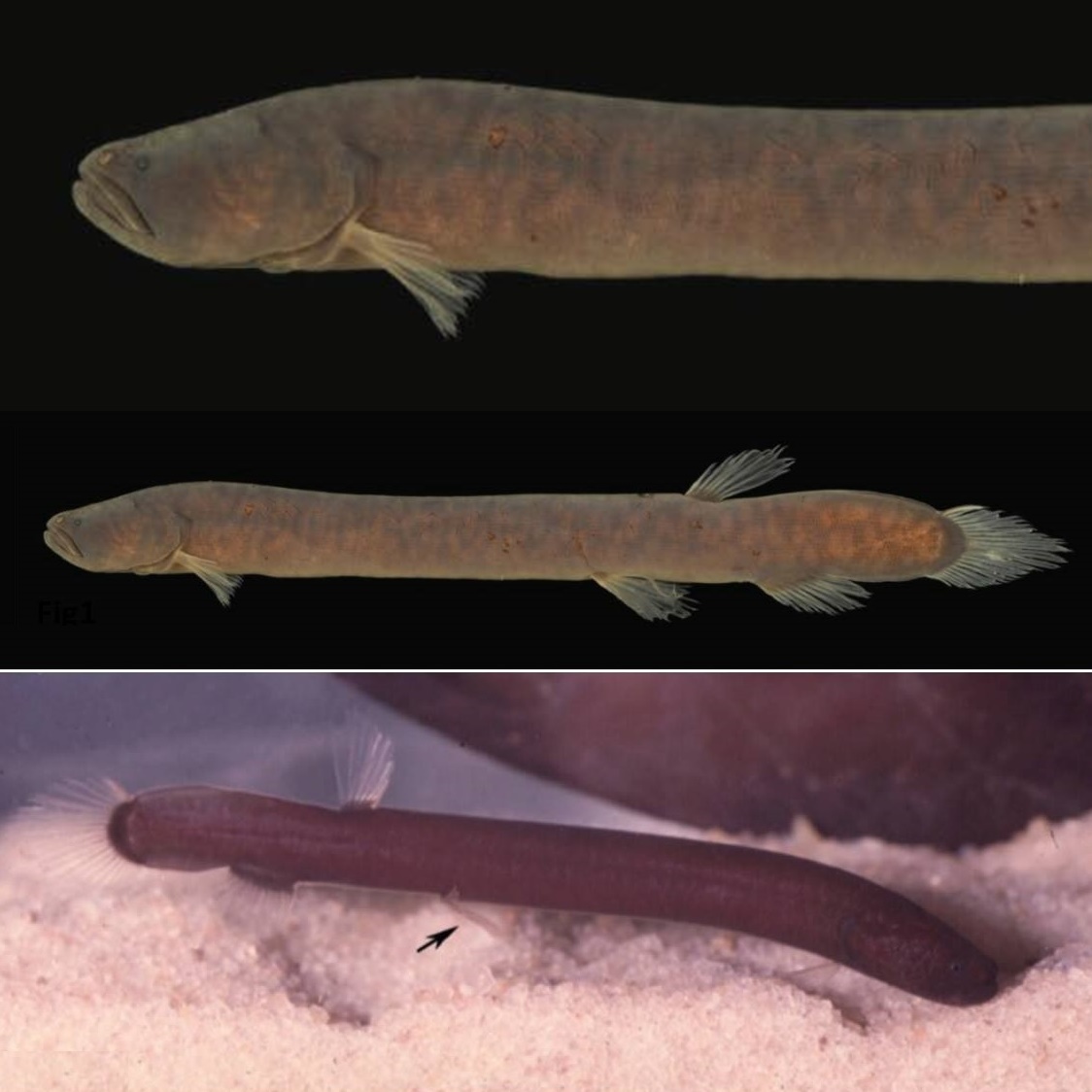 Tarumania walkerae - удивительная рыба из бассейна Амазонки