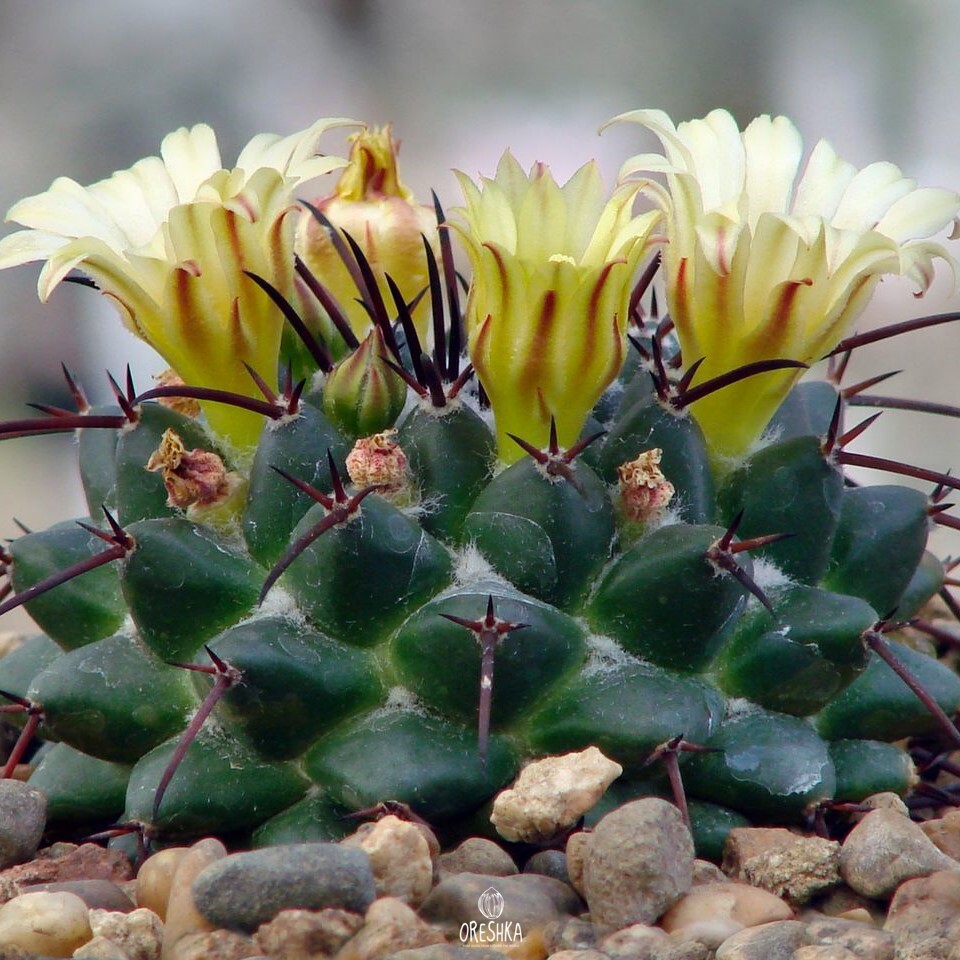 Buy Organic Succulent Cactus Mammillaria flavovirens Rog-573 Seeds ...