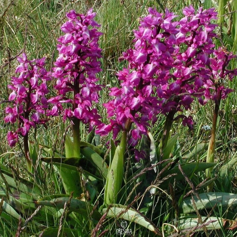 Spotted orchis fresh seeds, Early-purple orchid | Oreshka seeds