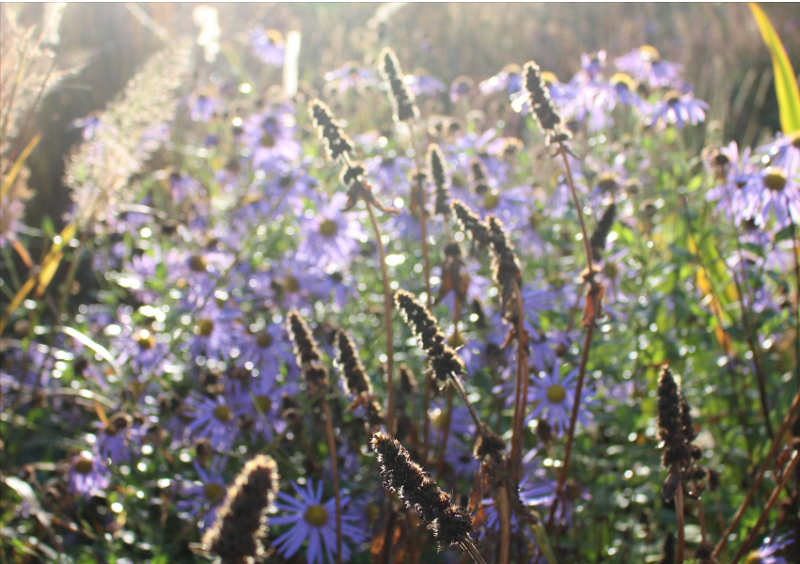 Kdy stříhat vytrvalé květiny na zimu?