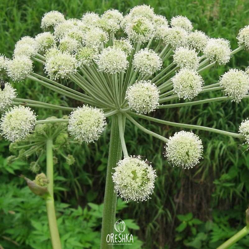 Angelica sylvestris 50+ fresh seeds. Wild angelica herb seeds from Ural ...