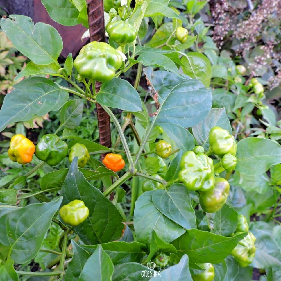 Hot pepper Brazilian star fish yellow fresh seeds, Chilli pepper ...
