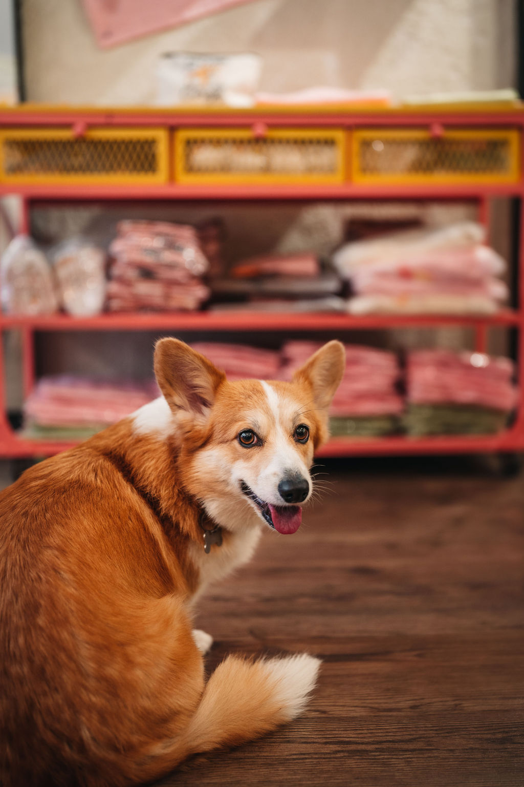 Corgi Cafe | Specialty Coffee and Brunch Barcelona