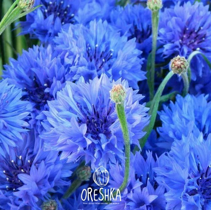 Buy Centaurea Blue Medallion 30+ Seeds - Grow Stunning Blue Cornflowers