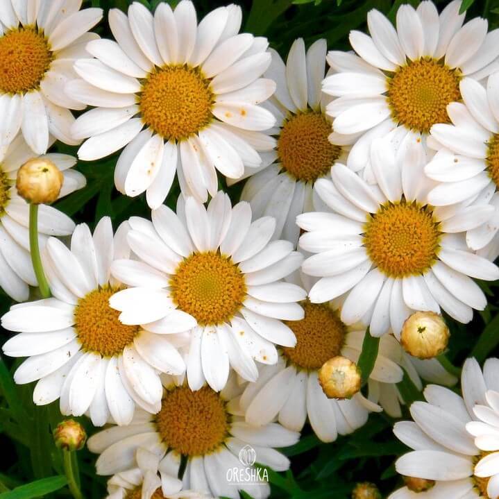 Buy Giant Chamomile Seeds - Matricaria chamomilla from Oreshka Seeds