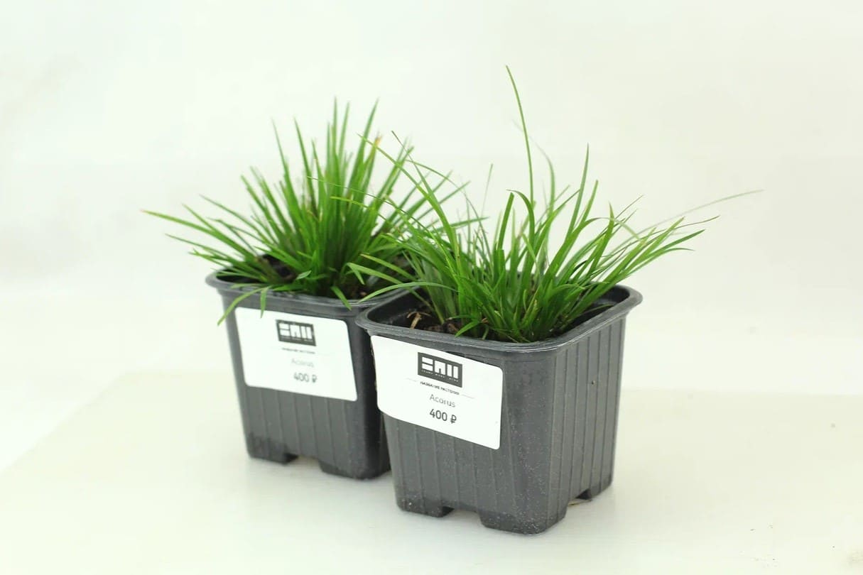 Акорус мини - Acorus mini