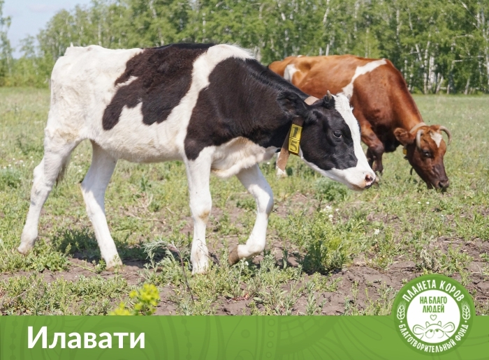 Коровы