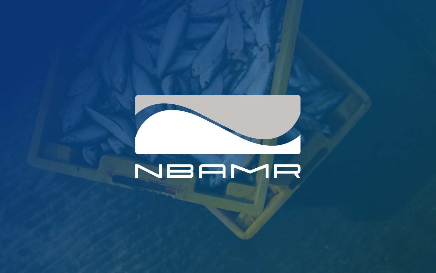 Fish products wholesale from the Russian supplier | NBAMR