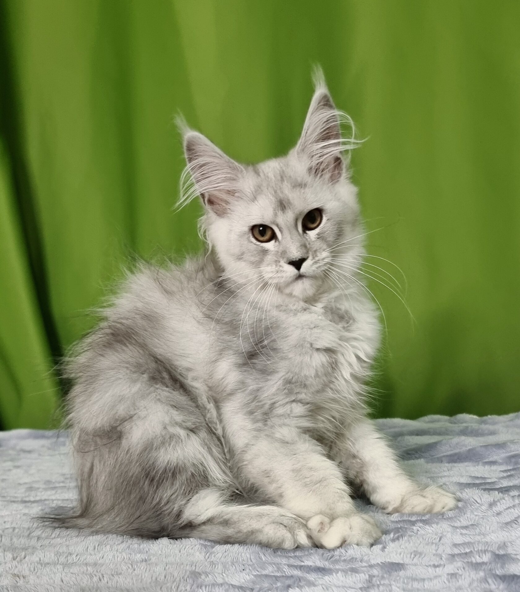 Помет R кошка Alpha Hunter Rosa