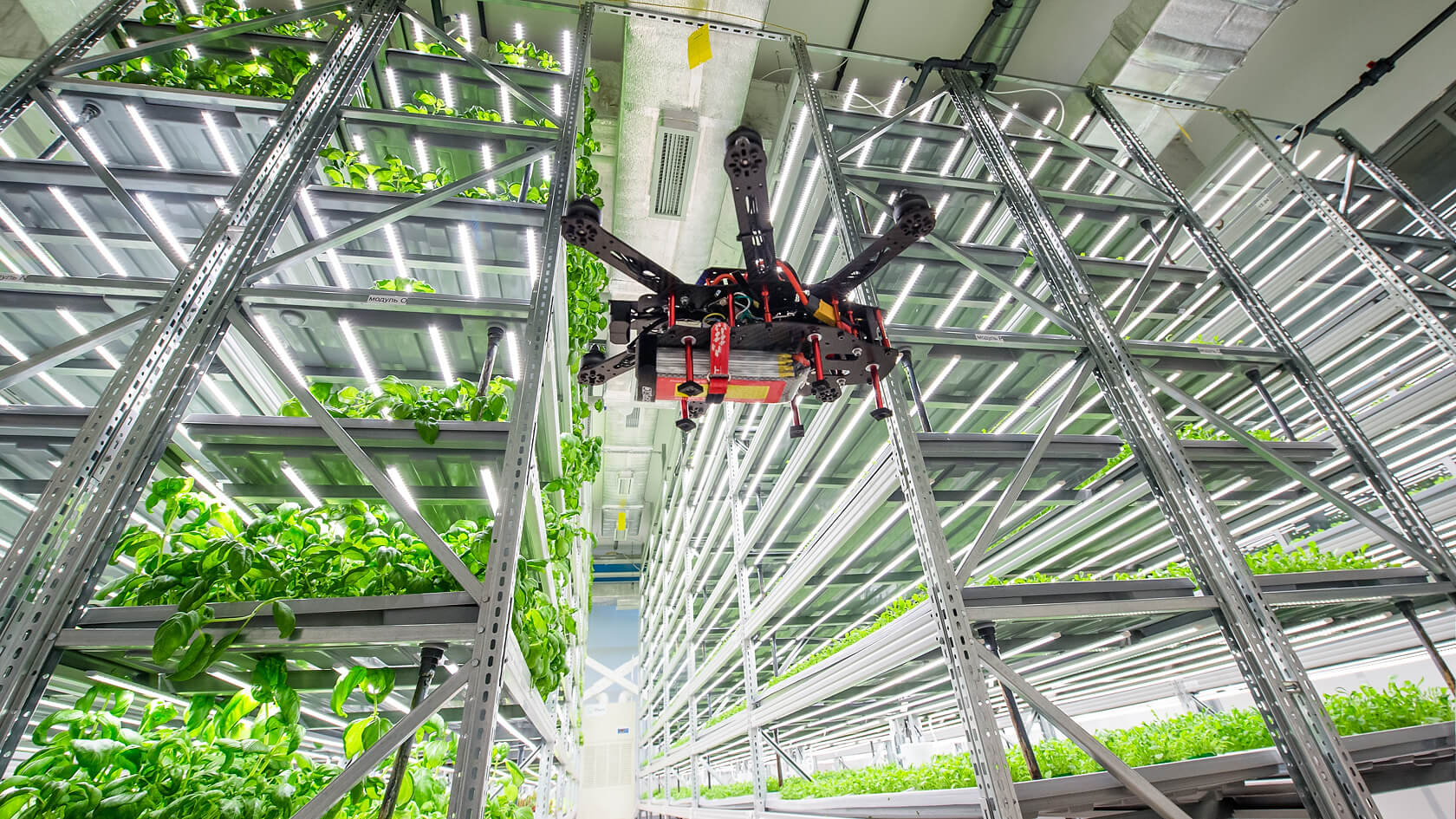 The turbulent 2020 taught iFarm how to become resilient and succeed