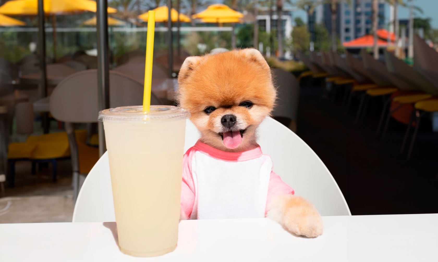 Top Pet Influencers: The Petfluencer Revolution