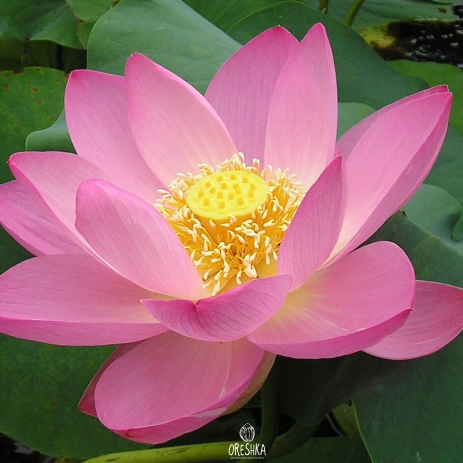 Nelumbium Speciosum Flower Extract | Best Flower Site