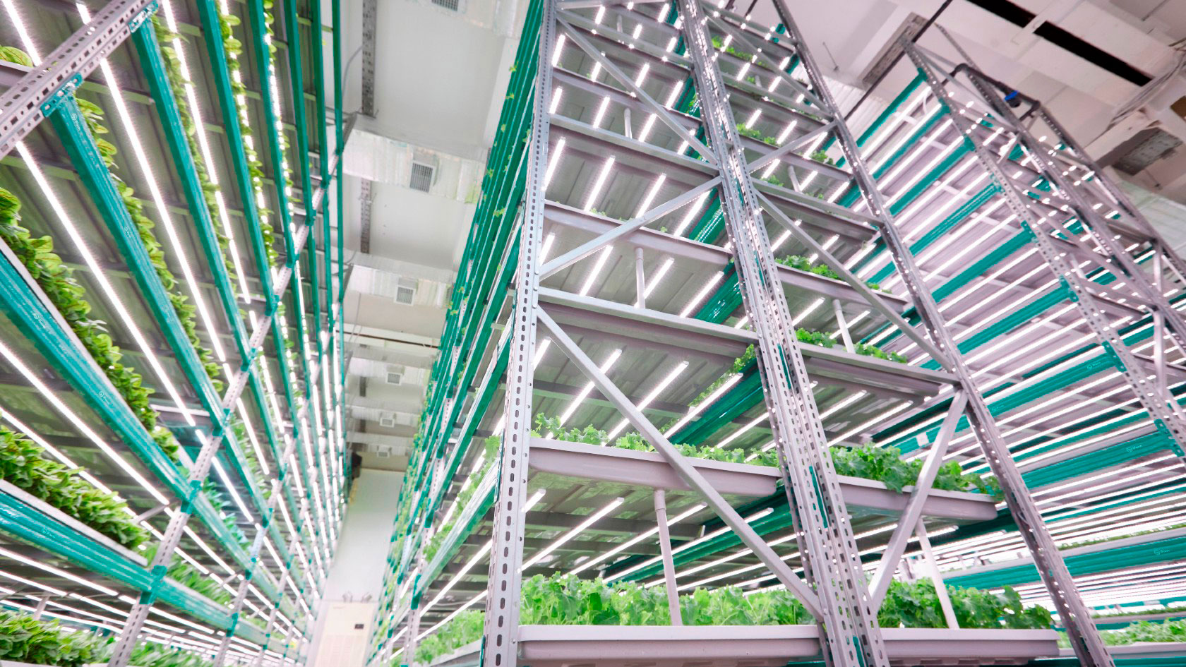 Vertical farming costs in the UAE: startup and operating costs