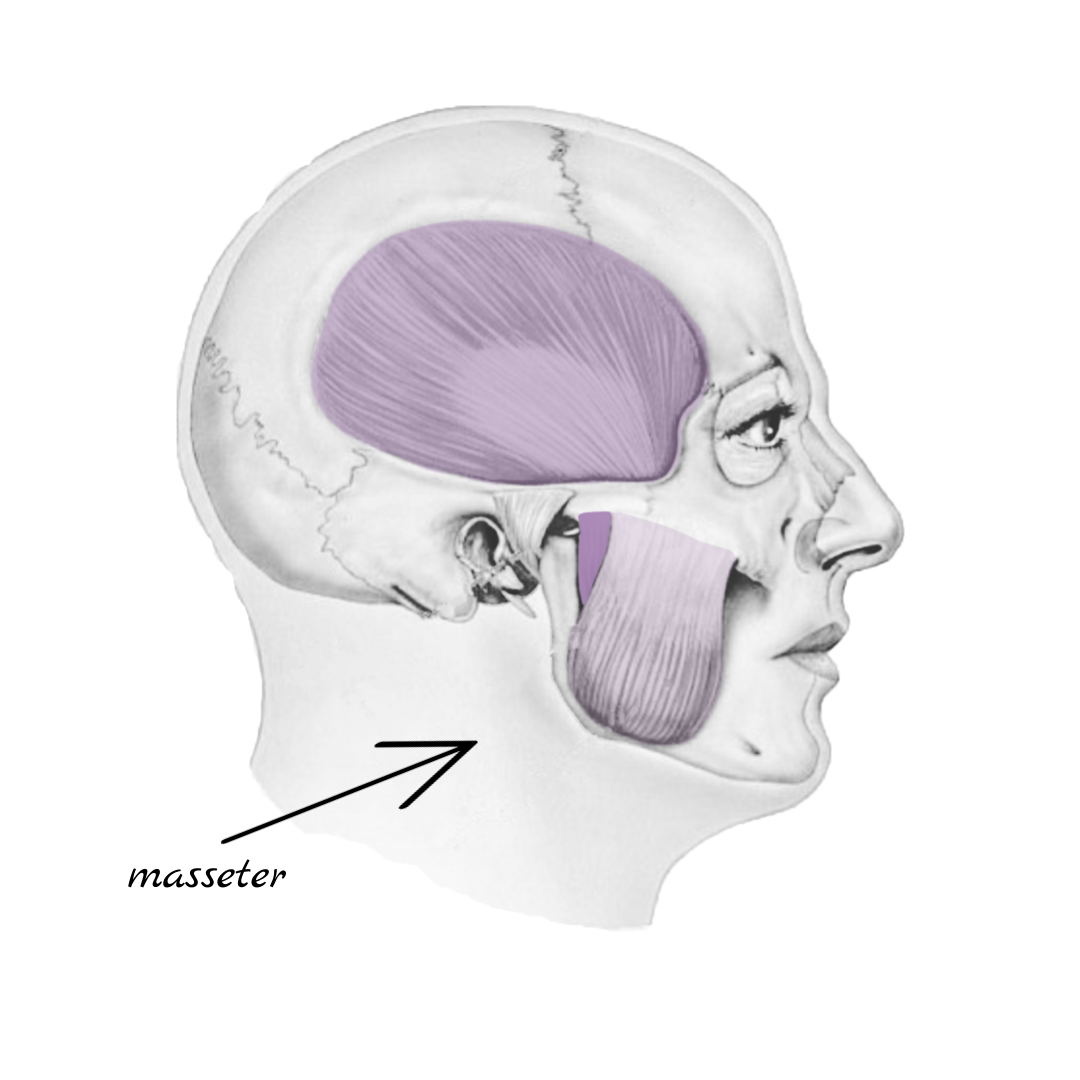 Intraoral (Jaw) massage