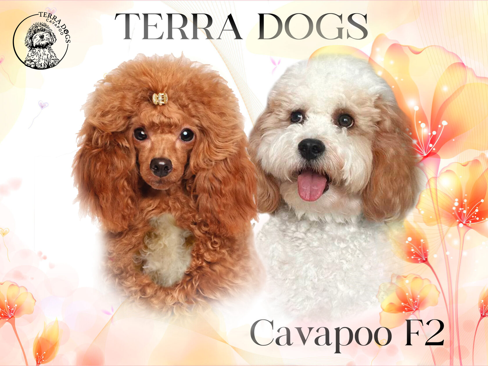 Щенки кавапу питомника Terra Dogs