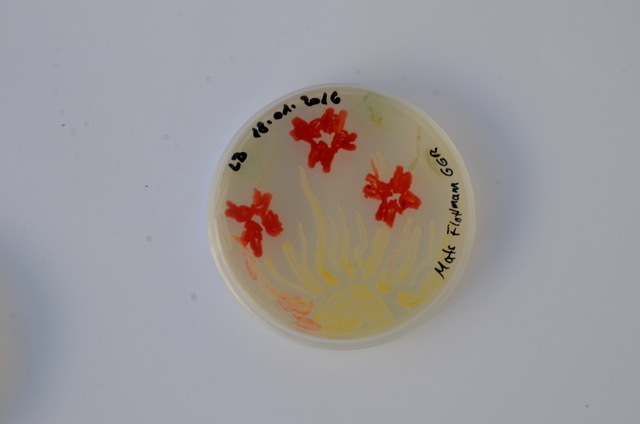 Microbial art – painting with microbes