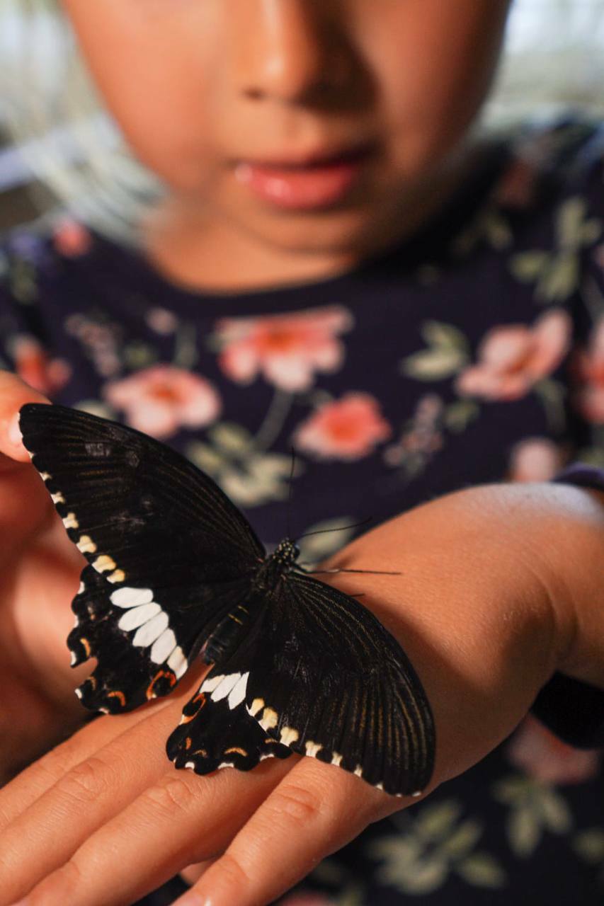 Фермы с живыми бабочками в Санкт-Петербурге с доставкой