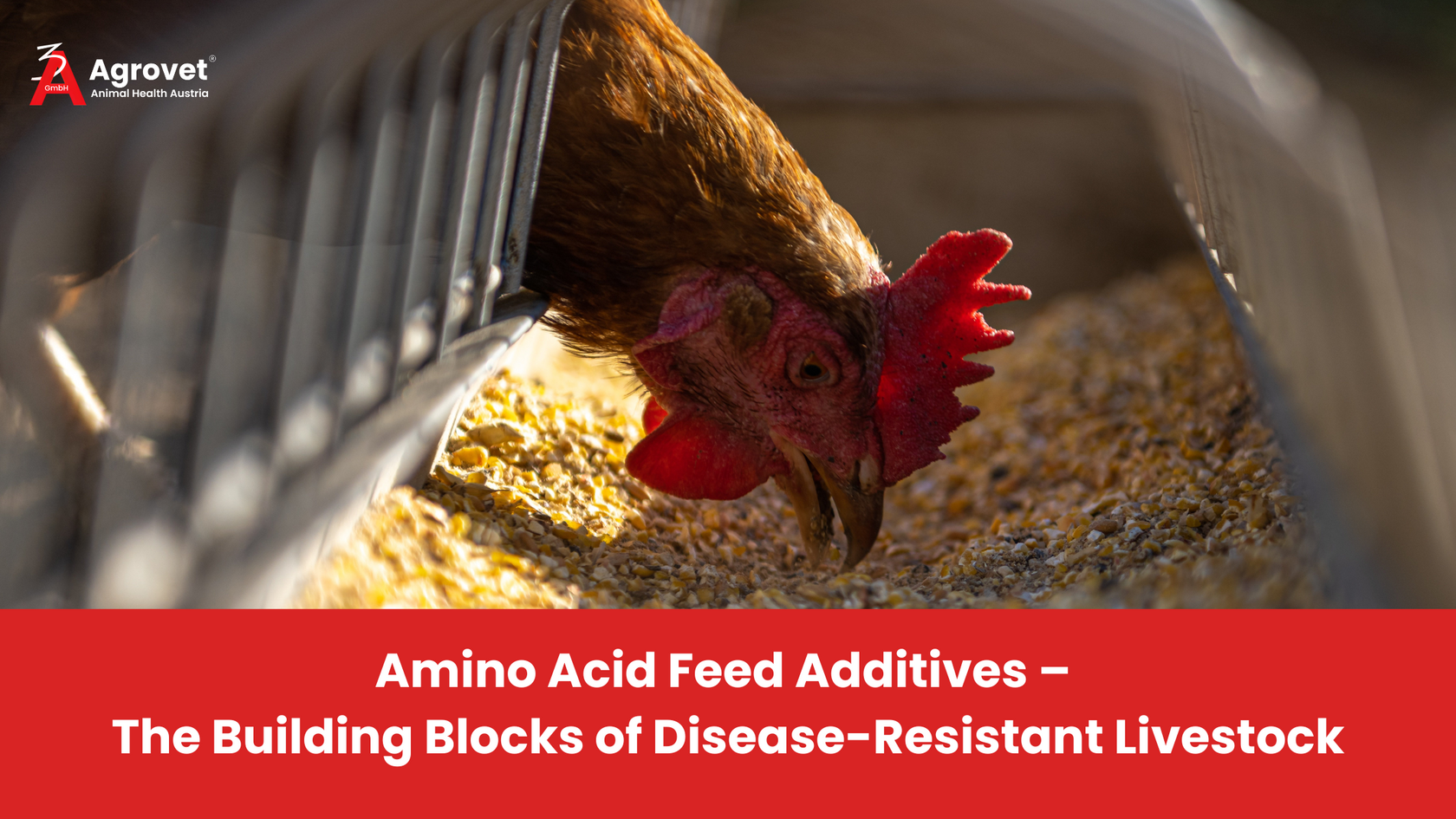 Amino Acid Feed Additives – The Building Blocks of Disease-Resistant ...