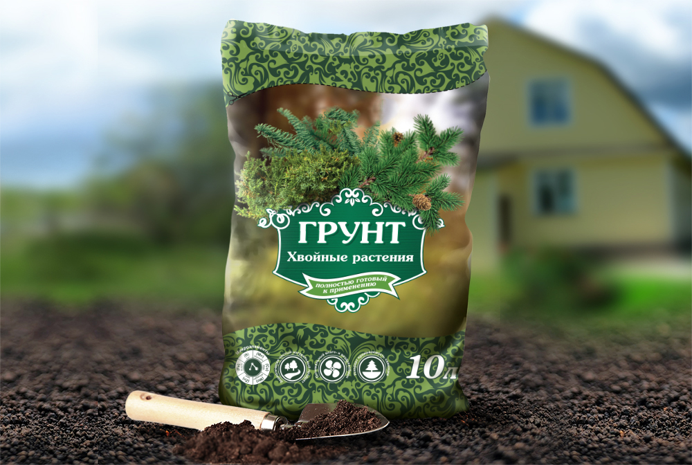 Как выбирать и сажать хвойные?