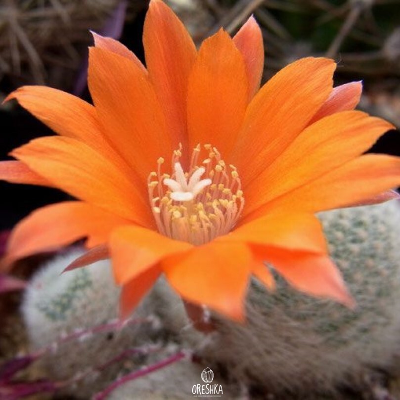 Buy Organic Succulent Cactus Aylostera muscula KK 842 Seeds | Oreshka ...