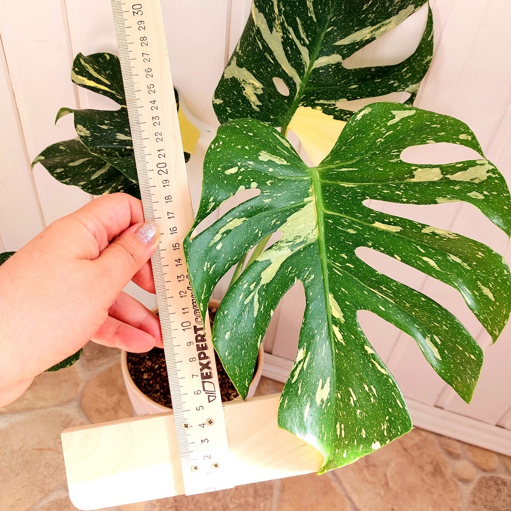 Монстера деликатесная Monstera deliciosa. Монстера альба вариегатная.