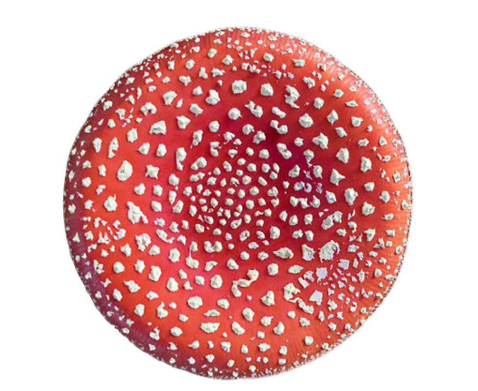 SHAMANI || ALPHA BLEND