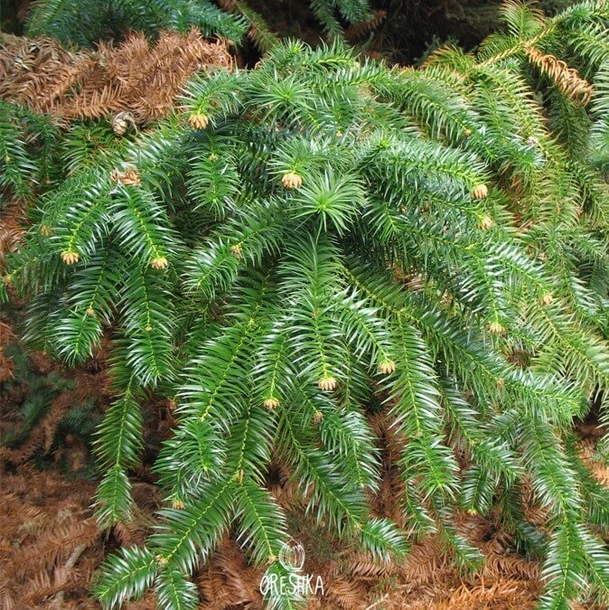 Сunninghamia lanceolata. Chinese spruce. China fir. Oreshka. Rare seeds ...