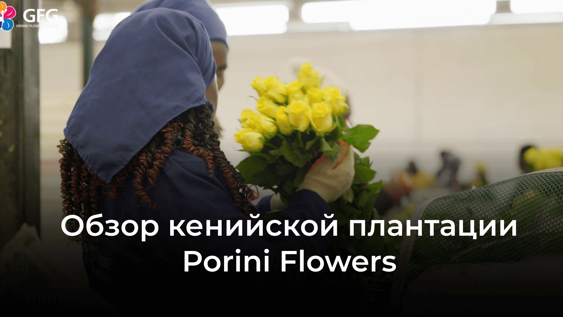 Porini Flowers: обзор плантации, производящей розы с бутонами 7-8 см