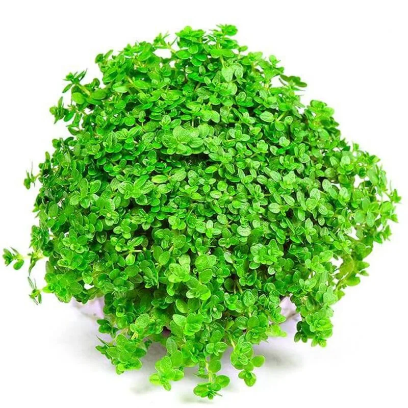 Хемиантус Куба