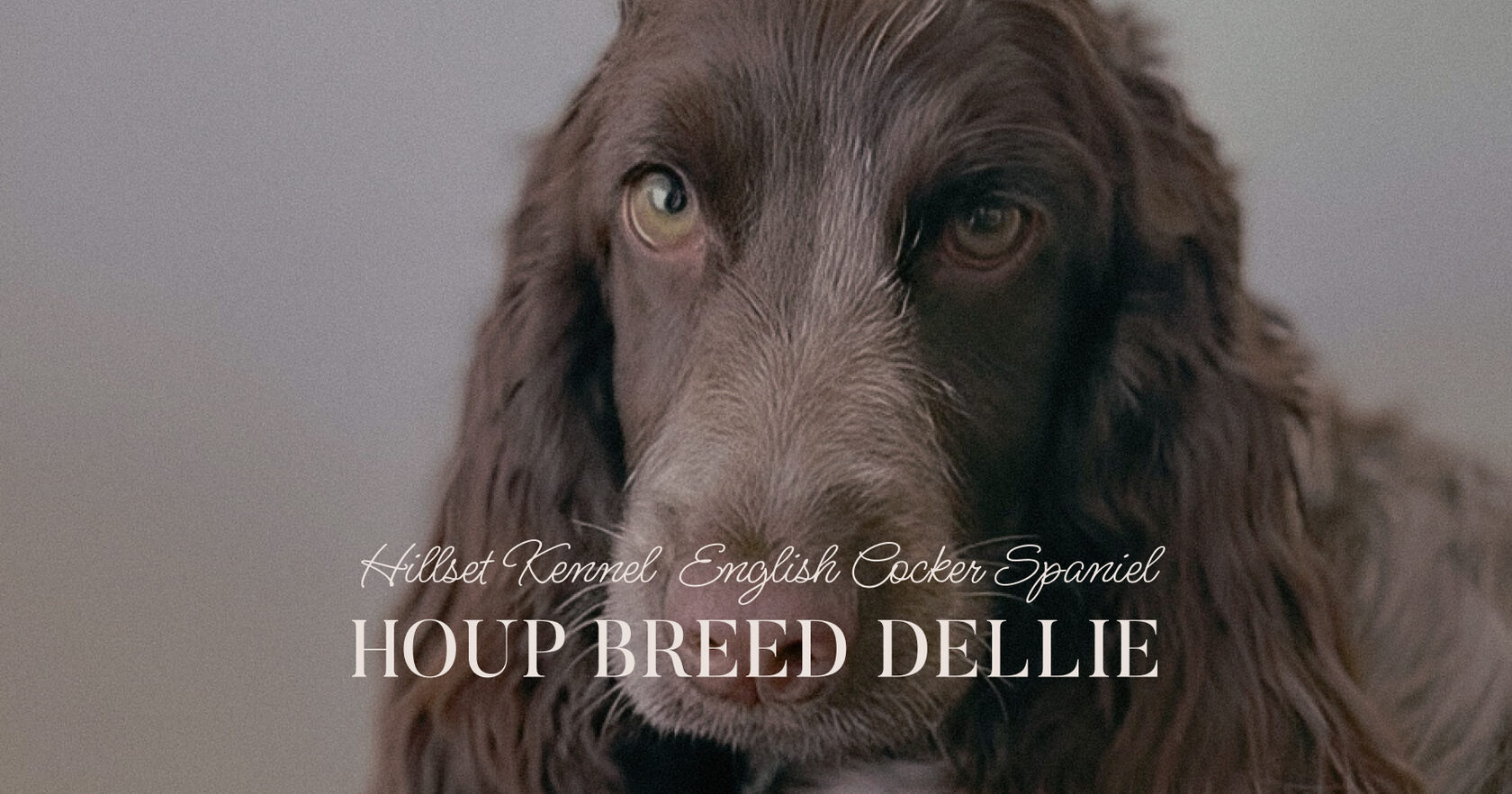English Cocker Spaniel - Dellie