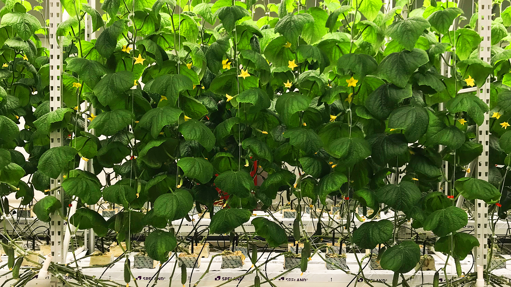Hydroponic System to Grow Cucumbers with iFarm Technology