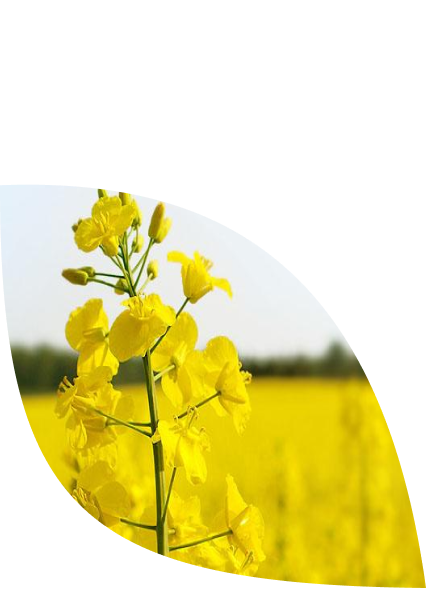 Lider w zakupie i sprzedaży produktów rolnych | biograin