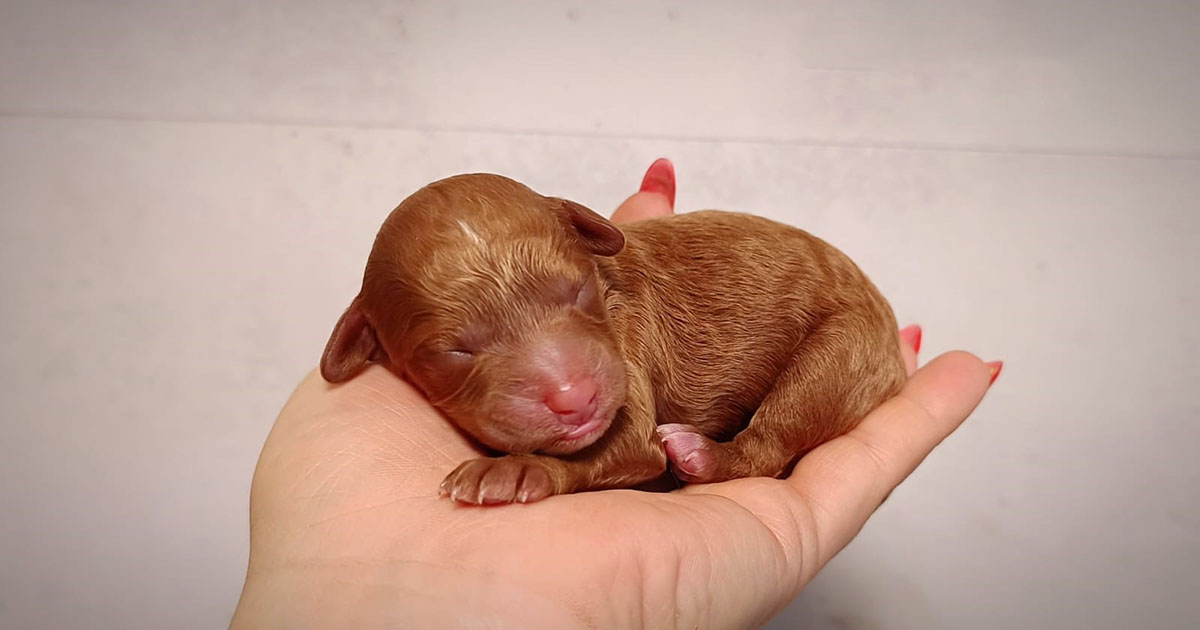 Щенки кавапу питомника Terra Dogs