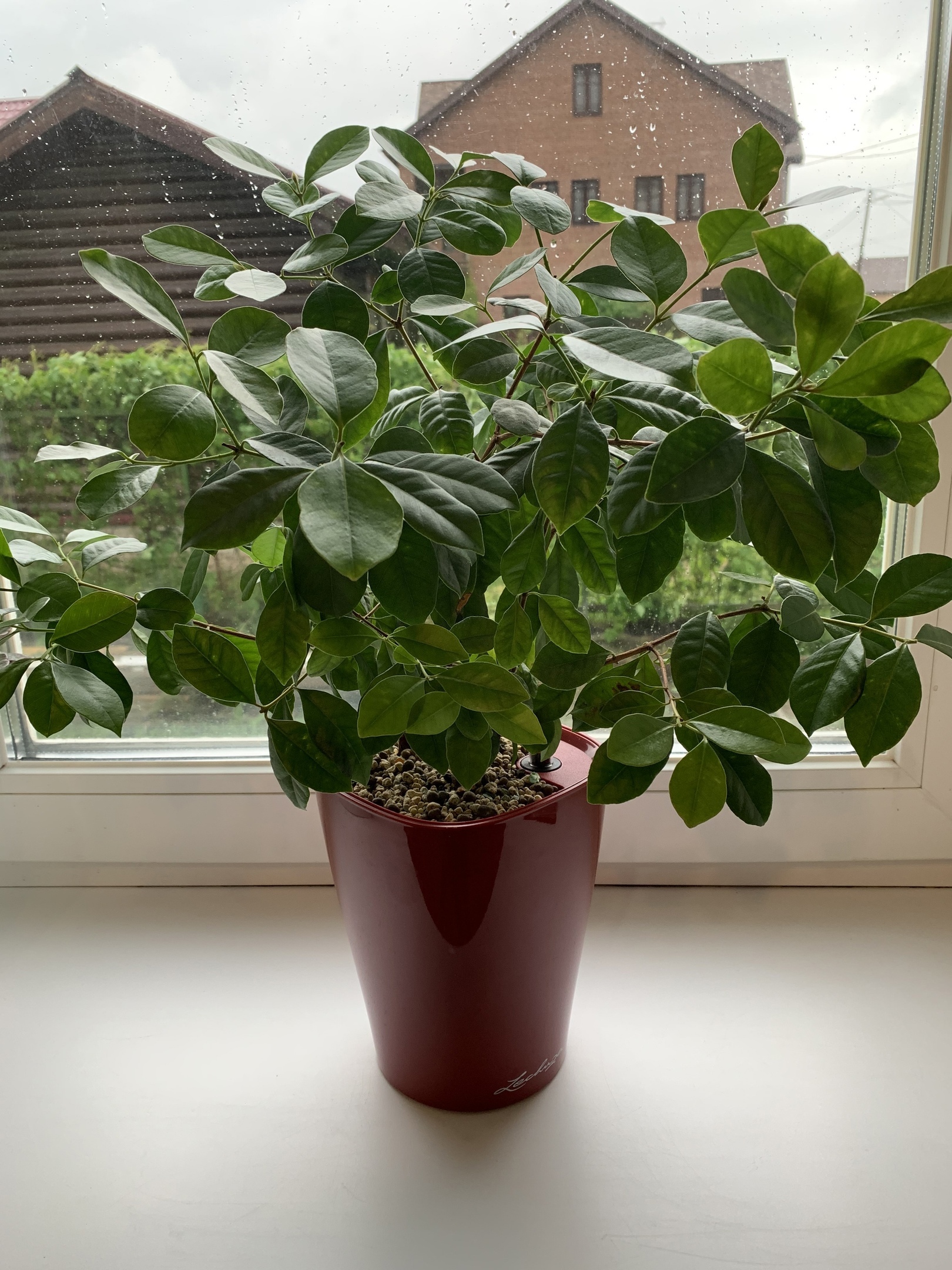 Psidium cattleianum (Гуава Кеттли, Гуава земляничная, Псидиум) 2шт Сбор 24г