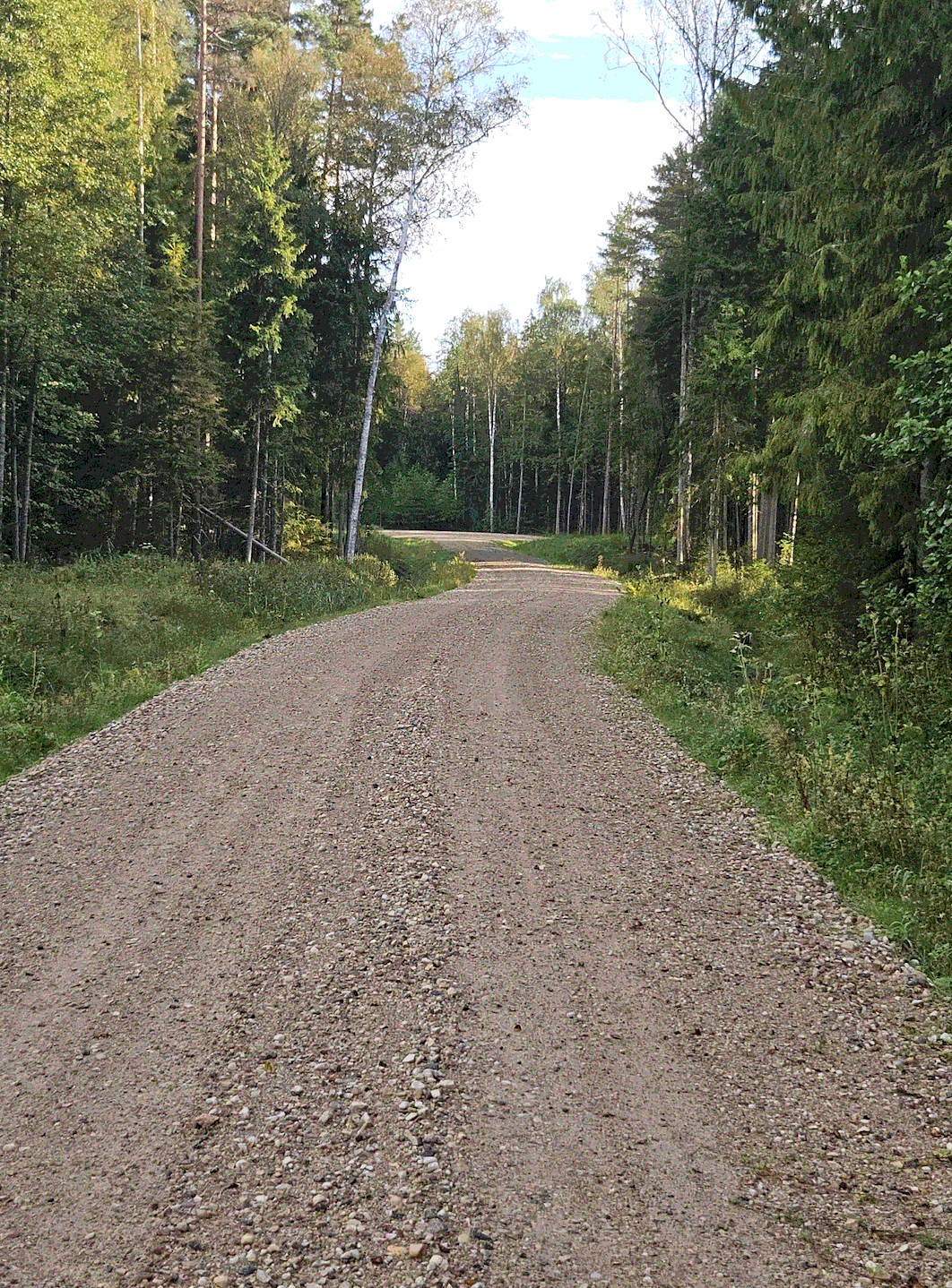 Kā top meža autoceļš. Unikālie pāļu ceļi un citas neparastas metodes