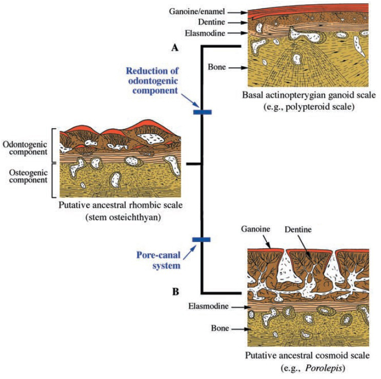 Чешуя рыб, часть 4: Ганоидная чешуя